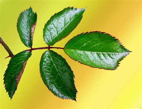 Free Images Tree Nature Branch Leaf Flower Rose Food Green