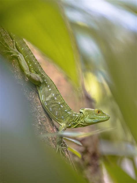 Jesus Lizard Taxonomy Jesus Lizard Taxonomy