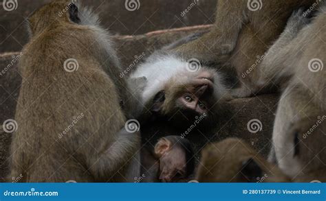 Monkeys Lying Upside Down On Stairs In Krabi Thailand Stock Image Image Of Interaction