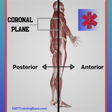 Body Plane Anatomy Definition At Douglas Ogden Blog