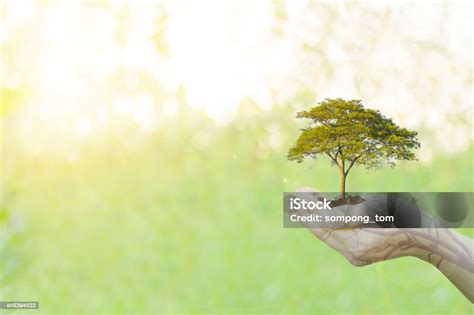 생태 개념 인간의 손에 들고 큰 배경에 흐린 일몰 세계 환경의 날 함께 나무를 심으십시오 개념과 주제에 대한 스톡 사진 및 기타