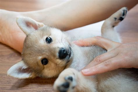 犬が飼い主に体をくっつける理由とは？愛情表現と心理の解明 いぬまにあ