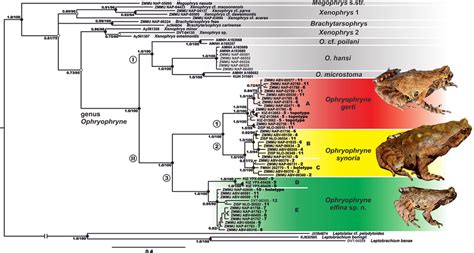 Bayesian Inference Dendrogram Of Ophryophryne Including Other