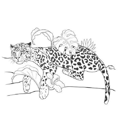 Leopard Coloring Pages Free Printable Pdf