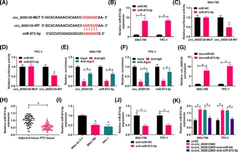 Circ0058129 Sponged Mir‐873‐5p A Circ0058129‐associated Mirnas