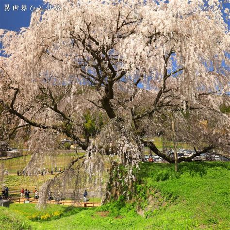 奈良有数の春景色又兵衛桜 本郷の瀧桜 を訪ねて異世界ひとり旅