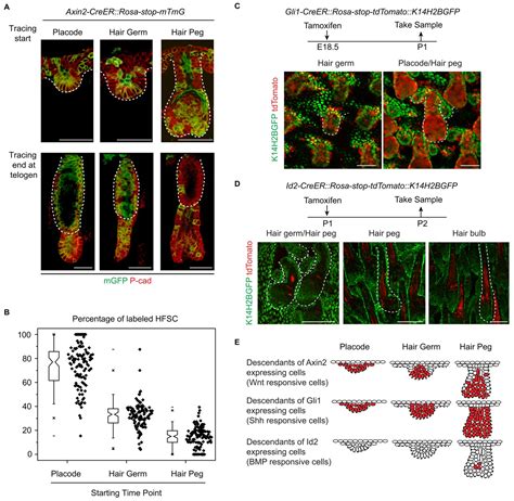 Embryonic Attenuated Wnt β Catenin Signaling Defines Niche Location And Long Term Stem Cell Fate