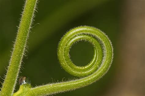 Zarcillo Planta Trepadora Foto Gratis En Pixabay Pixabay