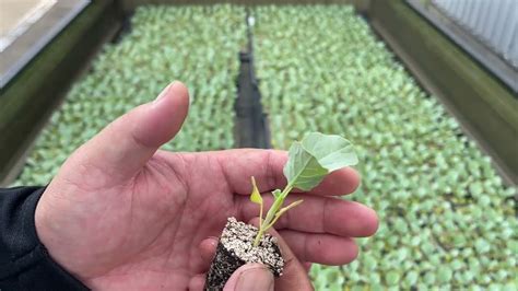 【肥料高騰】値上げが止まらず3倍に急上昇 肥料を減らして菌を使う野菜の育て方22 9 16 Youtube