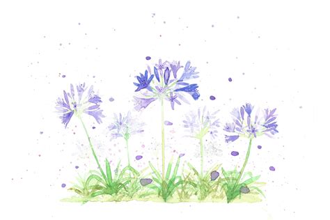 Hydrangea Flowers Wallpaper