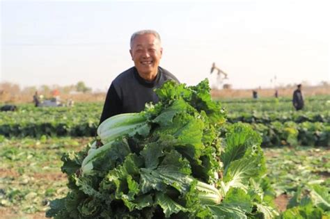 乡村振兴在路上 渤海新区黄骅市白菜喜丰收 农民收获忙 澎湃号政务 澎湃新闻 The Paper