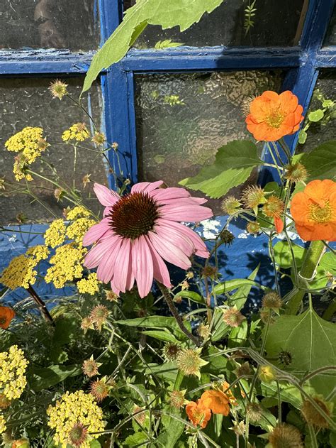 The Perfect Partners Echinacea Companion Planting Guide — Meadowlark