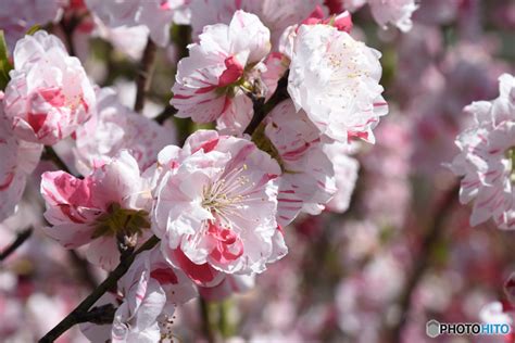 花桃 By Willyoto （id：8589489） 写真共有サイトphotohito