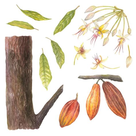 Premium Photo Watercolor Illustration Set Of Cocoa Tree Flowers And Leaves And Brown Tree