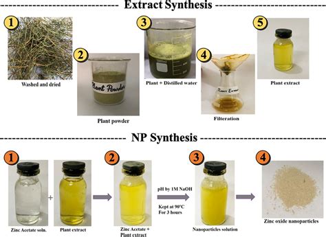 Schematic Illustration Of Synthesis Of ZnO NPs Using Plant Extract Of