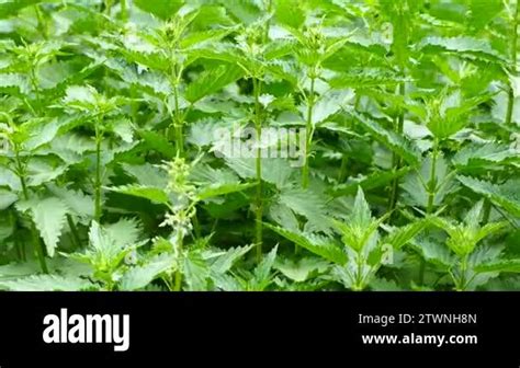 Sting Stinging Nettle Stock Videos And Footage Hd And 4k Video Clips