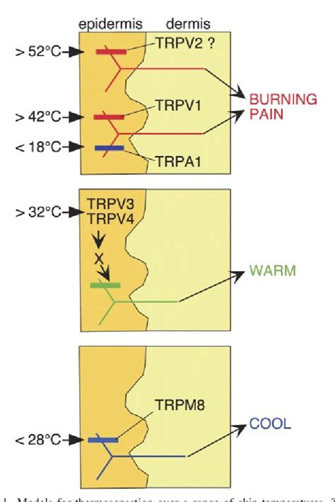 Spinothalamic Tracts Semantic Scholar