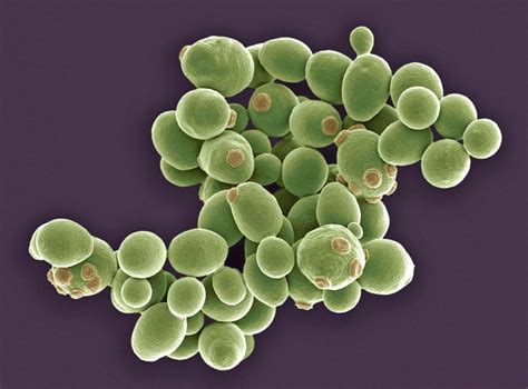 Kluyveromyces Marxianus An Emerging Yeast Cell Factory Quizizz