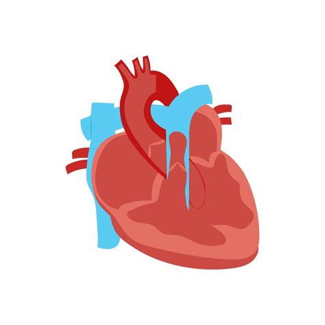 Tetralogy Of Fallot Cardiovascular Disease Illustration Icon 53307970