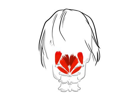 Tightness At The Base Of The Skull Massage These Muscles Nase