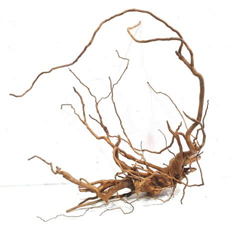 Spider Root Pangeaaquarium