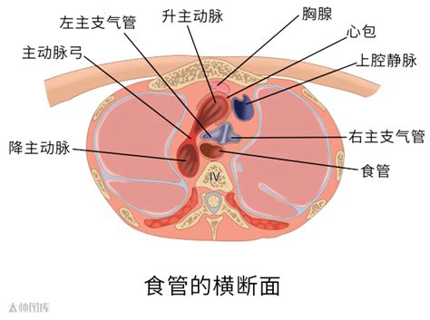 胸腺 医学插画