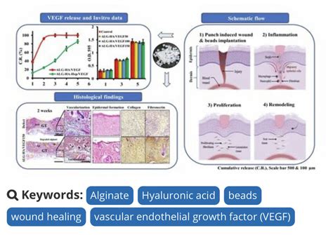 Schematic Workflow Diagram Including In Vitro And In Vivo Results