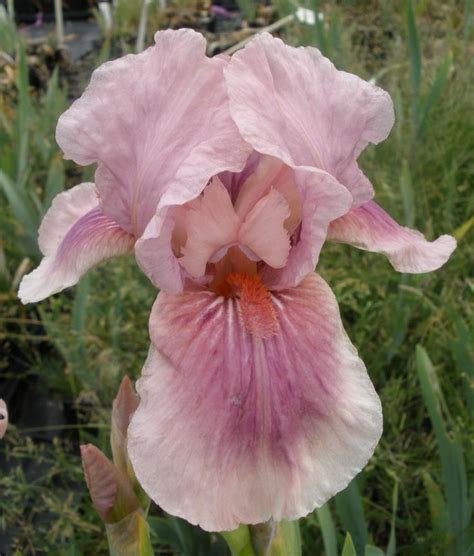 Iris Raspberry Blush Iris Flowers Iris Garden Iris