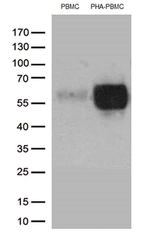 Pdcd1 Monoclonal Antibody Oti3c6 Truemab Origene 100 μl