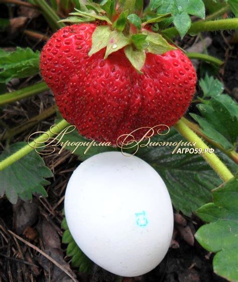 a white ball sitting on top of a strawberry plant