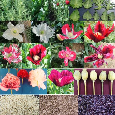 Genetic Variability Among Genetic Stocks For The Plant Type Flowers Download Scientific