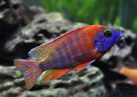 Ruby Red Peacock Cichlid Photograph By Tony Ramos Pixels