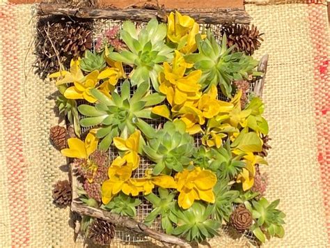 2022 Oct Avant Zig Zag East Lake Washington District Of Garden Clubs