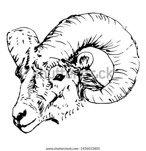 Isolated Vector Illustration Head Bighorn Sheep Stock Vector Royalty