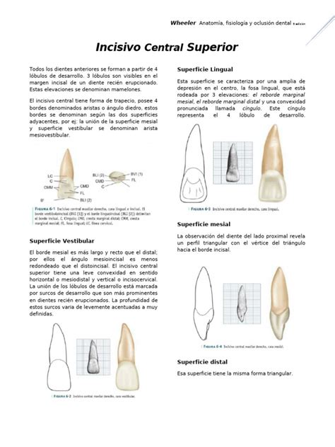 Anatomía Del Incisivo Central Superior Pdf