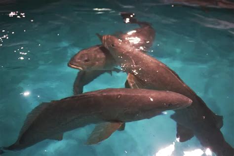 How The Totoaba Caused The Extinction Of The Vaquita Marina Porpoise