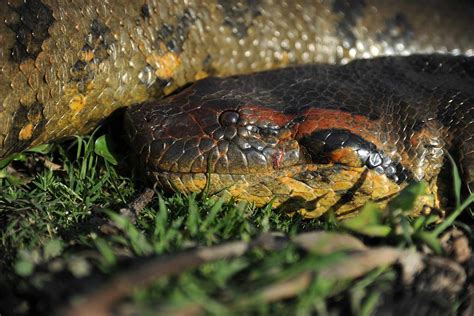 New Giant Snake Species Identified During Filming Of Will Smith Show