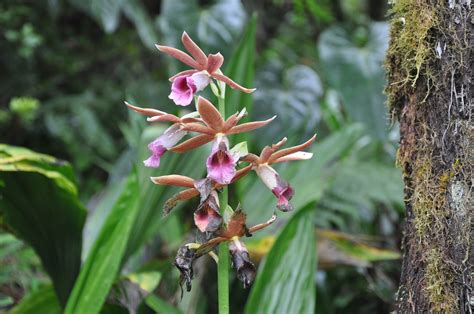 National Biodiversity Strategy And Action Plan Jamaica Clearing House