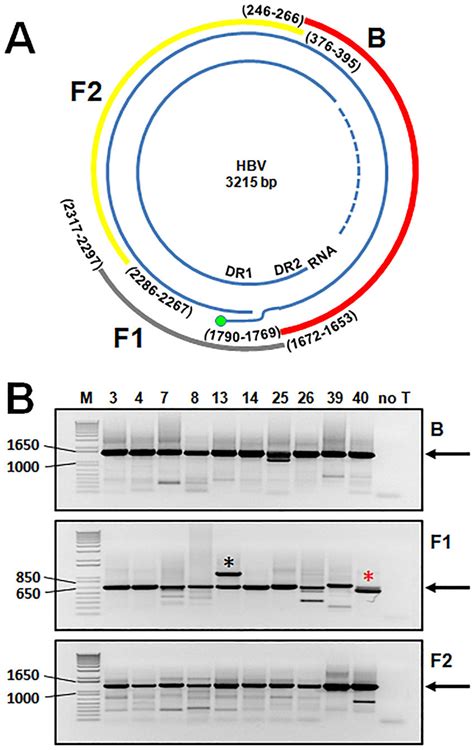 Pcr Amplification Of Three Overlapping Dna Fragments Covering The Download Scientific Diagram