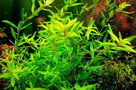 Rotala Macrandra Green