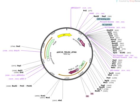 Addgene Puc19telo2dtag