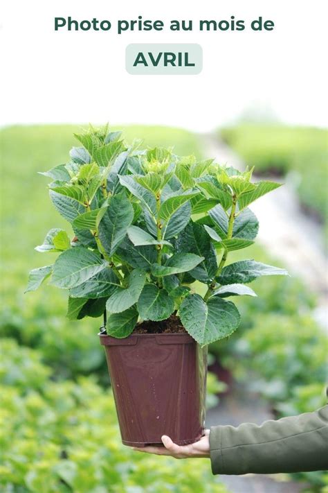 Hortensia Culture Soin Et Variétés