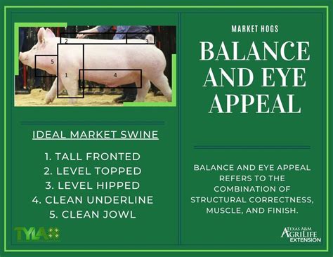 4 H Swine Project Quick Reference Guide Artofit