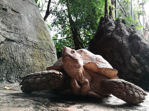 Premium Photo Statue On Tree Trunk
