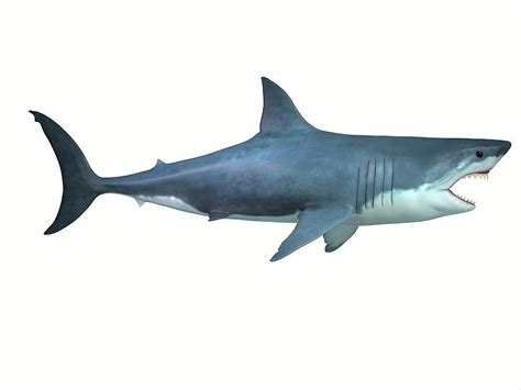 Great White Shark Side Profile 1 Photograph By Corey Ford Fine Art