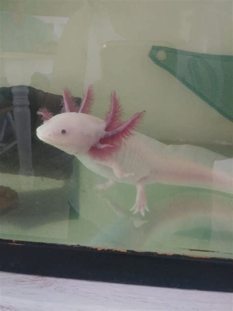 Freckles Is Our Axolotl Cottontail Acres