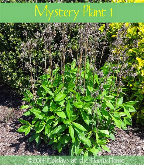 Holidays At The Harris Home Mystery Plants Can You Help Identify Them