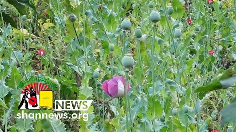 ၵူၼ်းမိူင်းၽုၵ်ႇသူၼ်ၵေႃႇၾီႇသေ တႅၼ်းတၢင်ႇယႃႇမဝ်းၵမ် Youtube