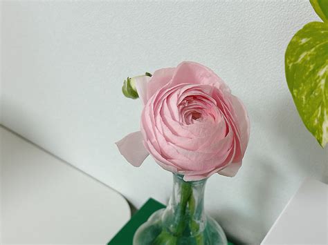 선물하기 좋은 라넌큘러스 꽃 꽃말