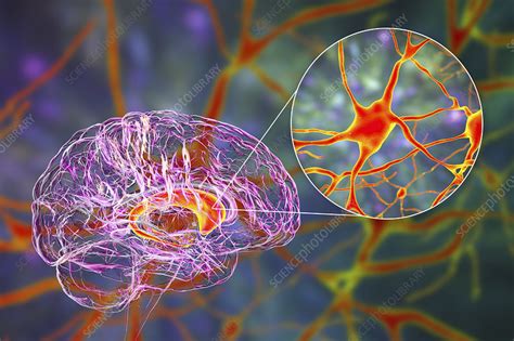 Caudate Nuclei Highlighted In The Human Brain Illustration Stock